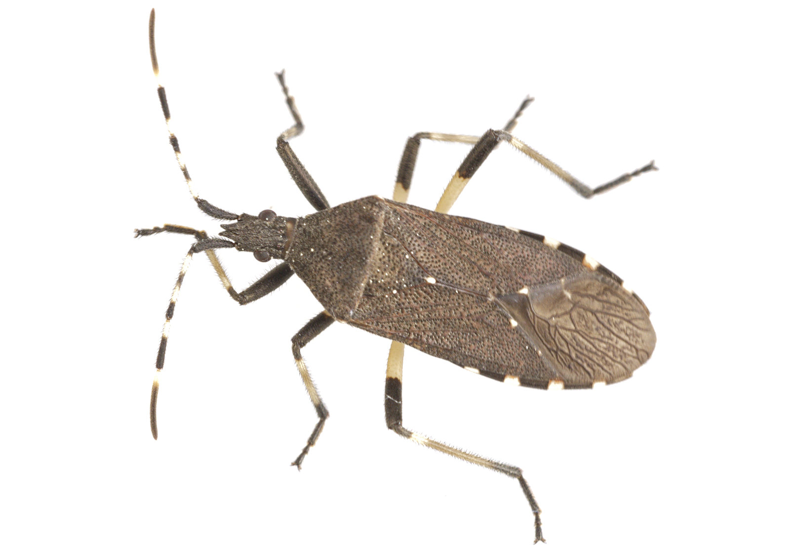 Utah Tree Birch Stink Bugs Control – Utahs Tree Care Doctor