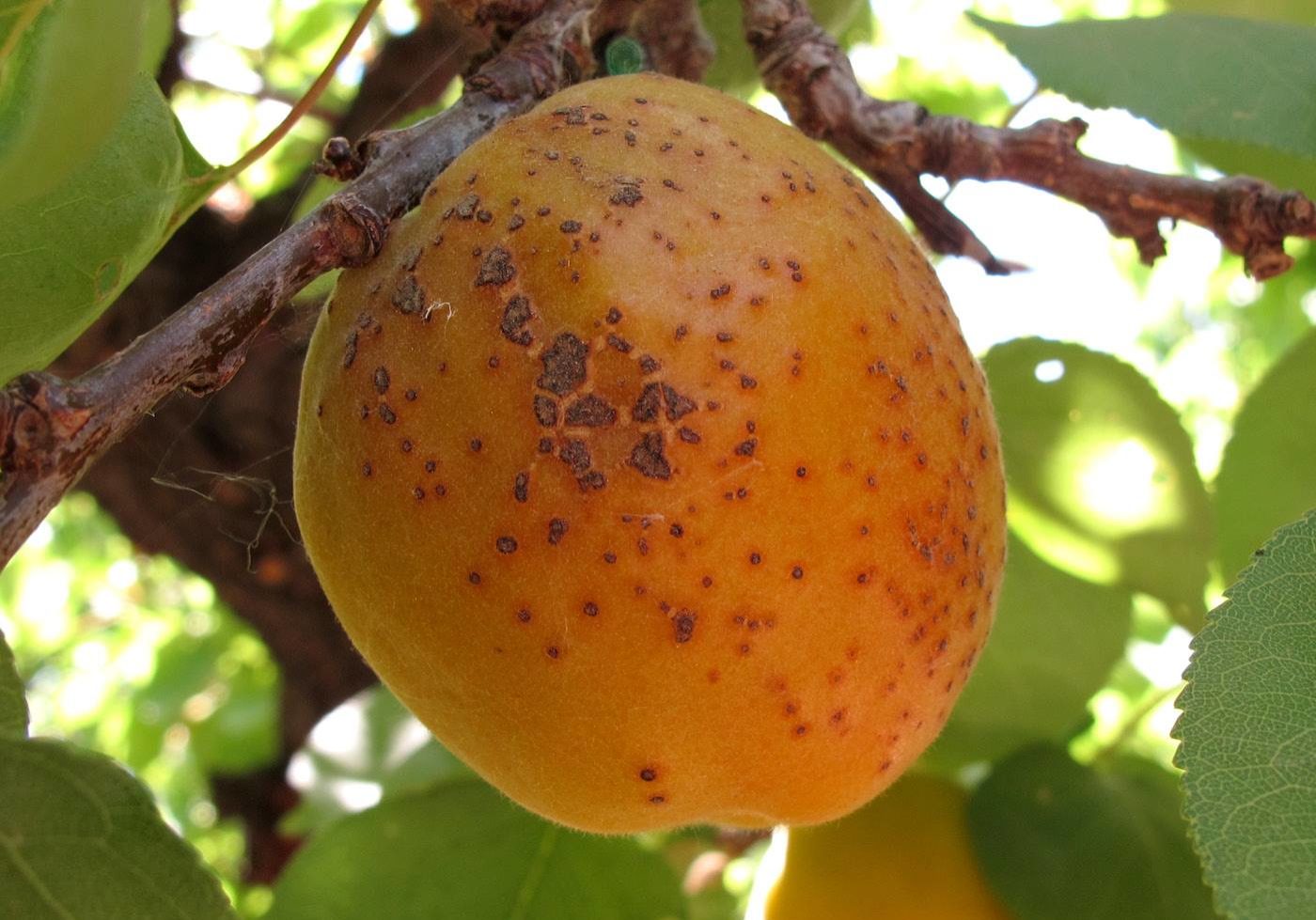 Utah Tree Coryneum Blight Control – Utahs Tree Care Doctor