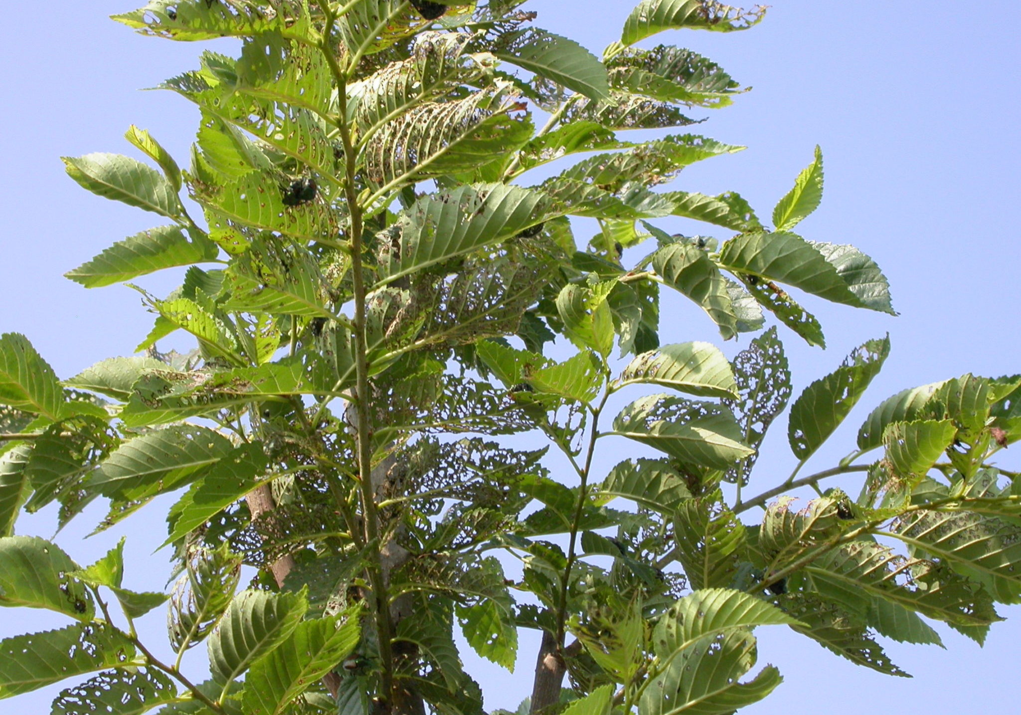 Utah Tree Elm Leaf Beetle Control – Utahs Tree Care Doctor