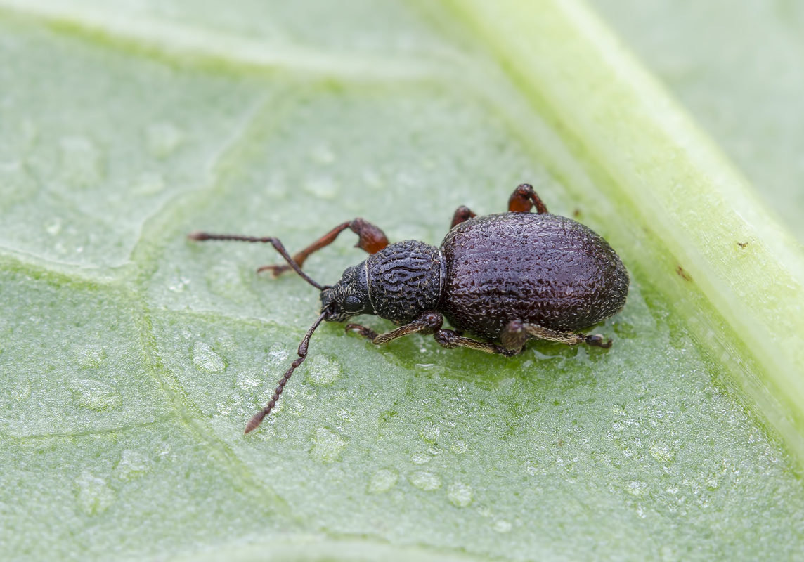 Utah Tree Strawberry%20root Weevil control – Utahs Tree Care Doctor