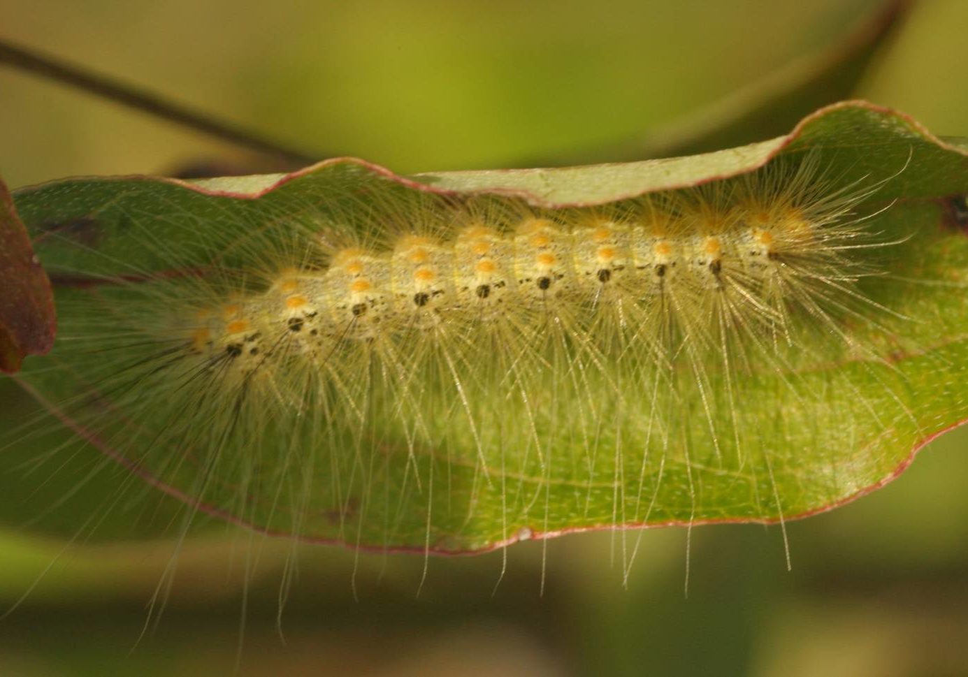 Utah Tree Boxelder Webworm Control – Utahs Tree Care Doctor