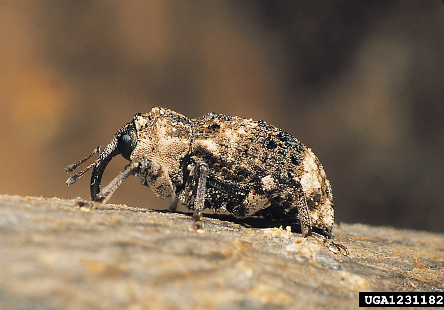 Utah Tree Fall Willow Borer Control – Utahs Tree Care Doctor